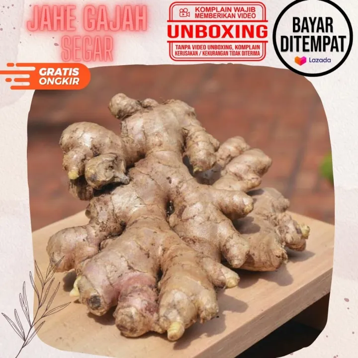 Jahe putih | Jahe Gajah | Jahe besar | Jahe jumbo| segar Murah berat ...