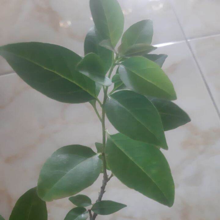 Media Tanam Daun Legum Untuk tanaman Buah 1000g | Lazada Indonesia