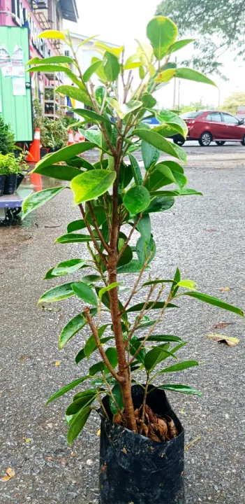 READY STOCK – FICUS MICROCARPA GOLDEN LIVE PLANT | Lazada