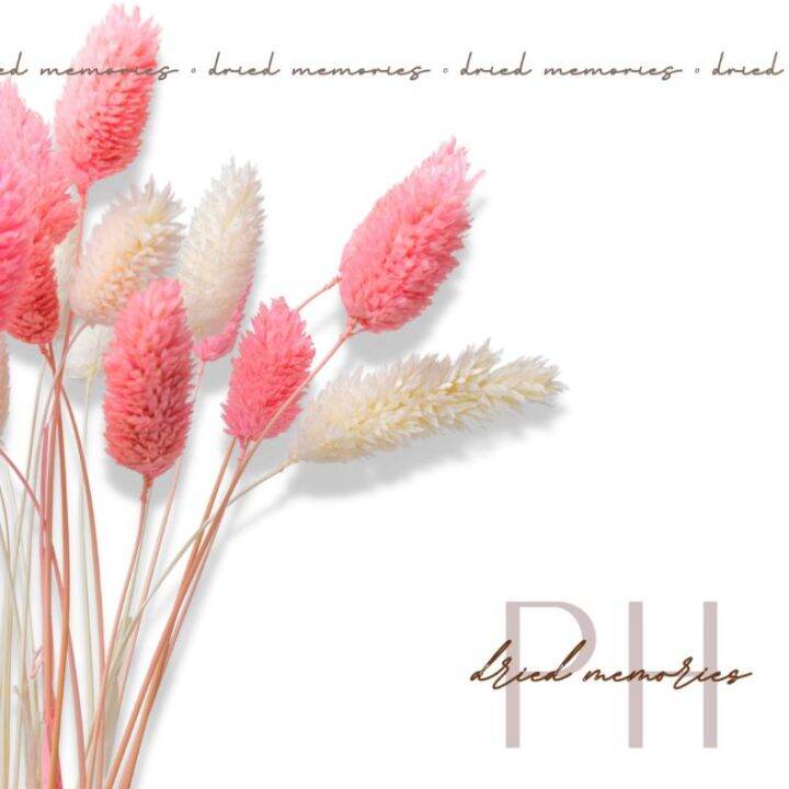 Dried Phalaris (1 stem) Dried Preserved Flower Dried Memories PH ...