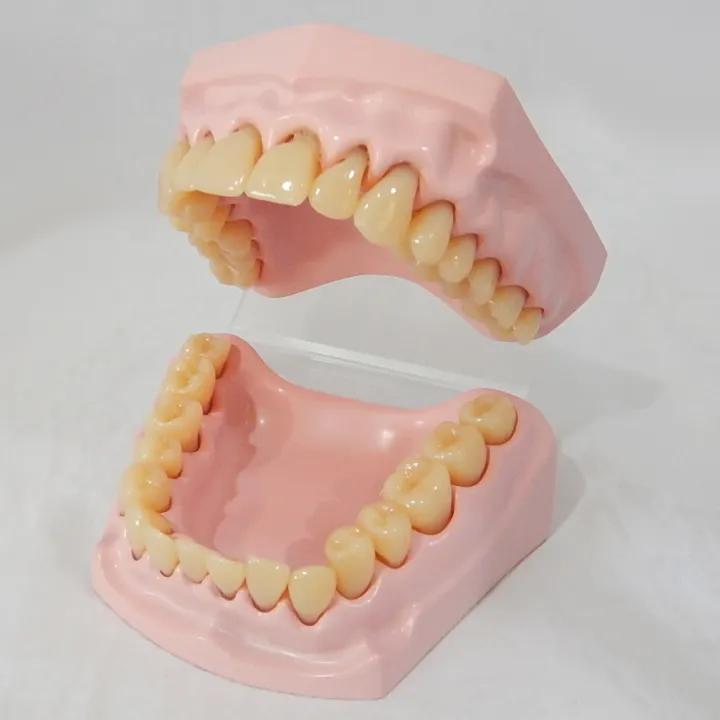 หุ่นจำลองฟันขนาดเล็ก 32 ซี่ (Small Dental Model 32 Teeth) | Lazada.co.th