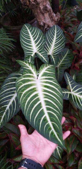 Xanthosoma Lindeni Caladium Magnificum Rare Thai Variety | Lazada PH
