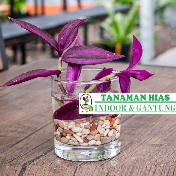 Tanaman Hias Daun Hidup Air Hawa Ungu Bibit Tanaman Hias Mini Indoor ...