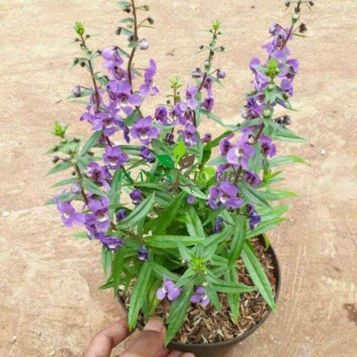 NEW tanaman hias Lavender angelonia Tanaman Hidup Bunga Lavender Bun ...