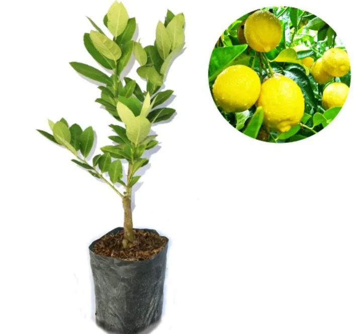 Anak pokok Lemon Australia | Lazada