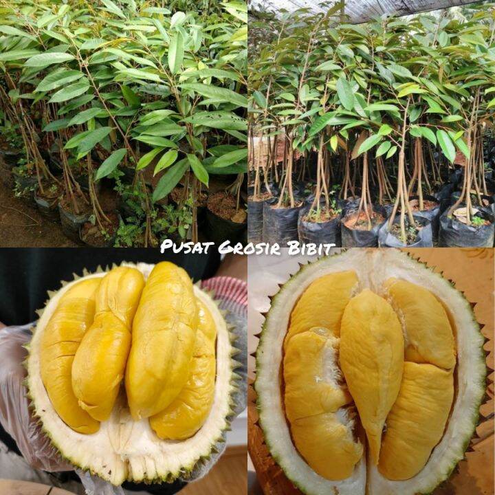 paket 3 bibit durian bawor okulasi | srijayabibit sentra tanaman buah buahan pendek bisa berbuah ...