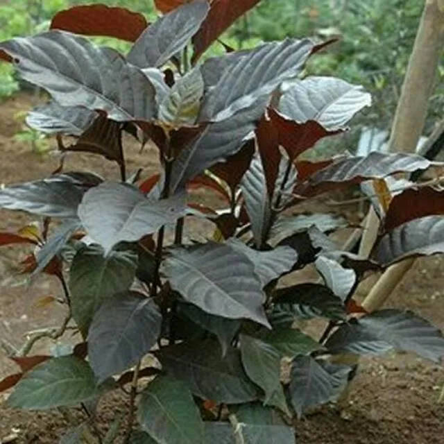 Daun Ungu / Handeuleum segar obat wasir 50 lembar | Lazada Indonesia