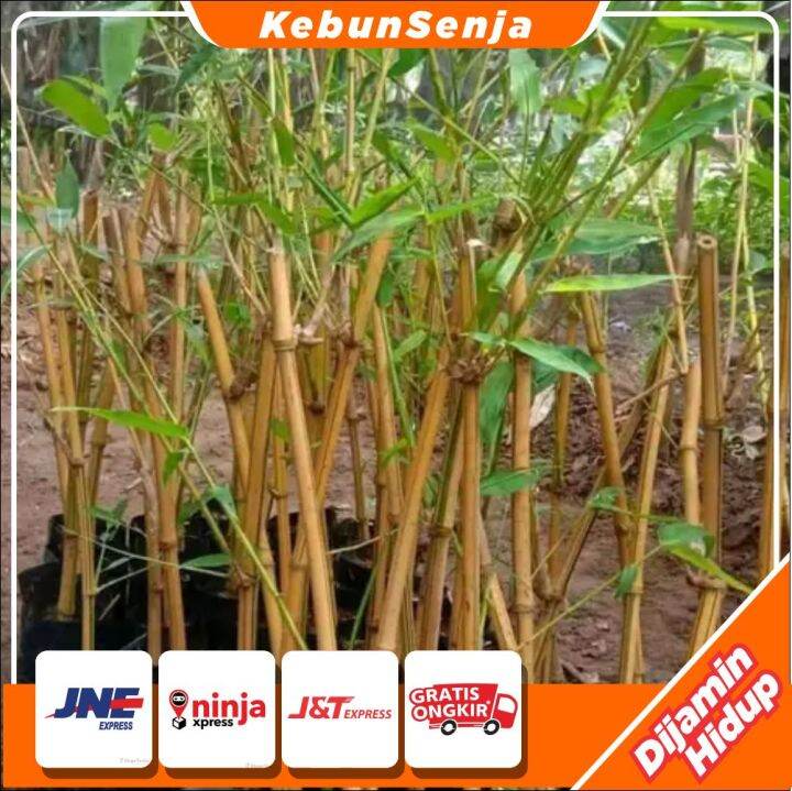 bambu kuning hias bambu ampel unik | Lazada Indonesia
