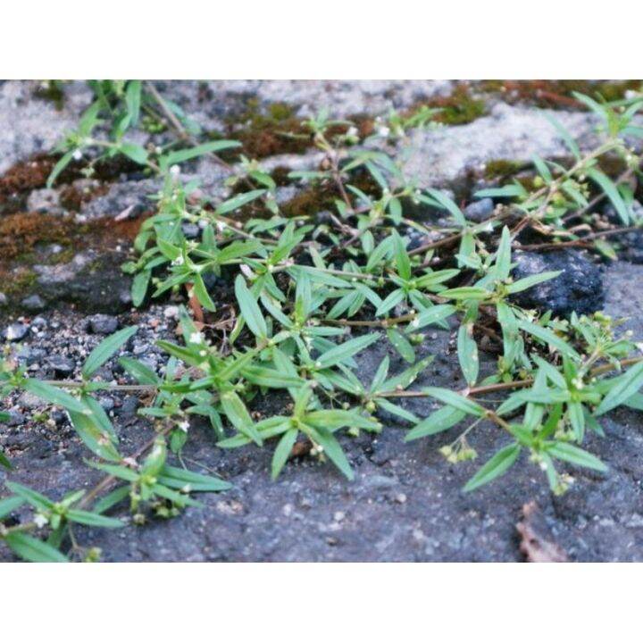 Rumput mutiara 250 gram termurah tanaman herbal | Lazada Indonesia