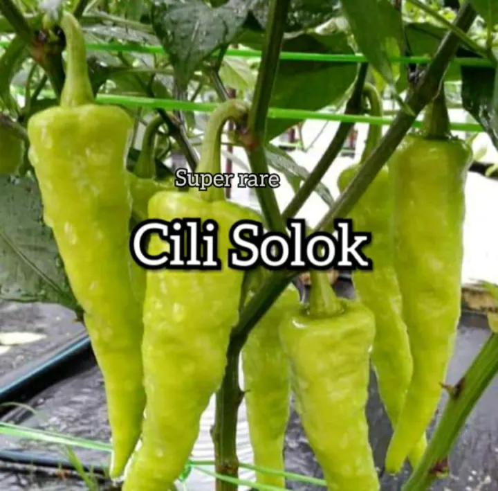 SUPER2 RARE BIJI BENIH CILI SOLOK (LADA SOLOK) 1 PACK | Lazada