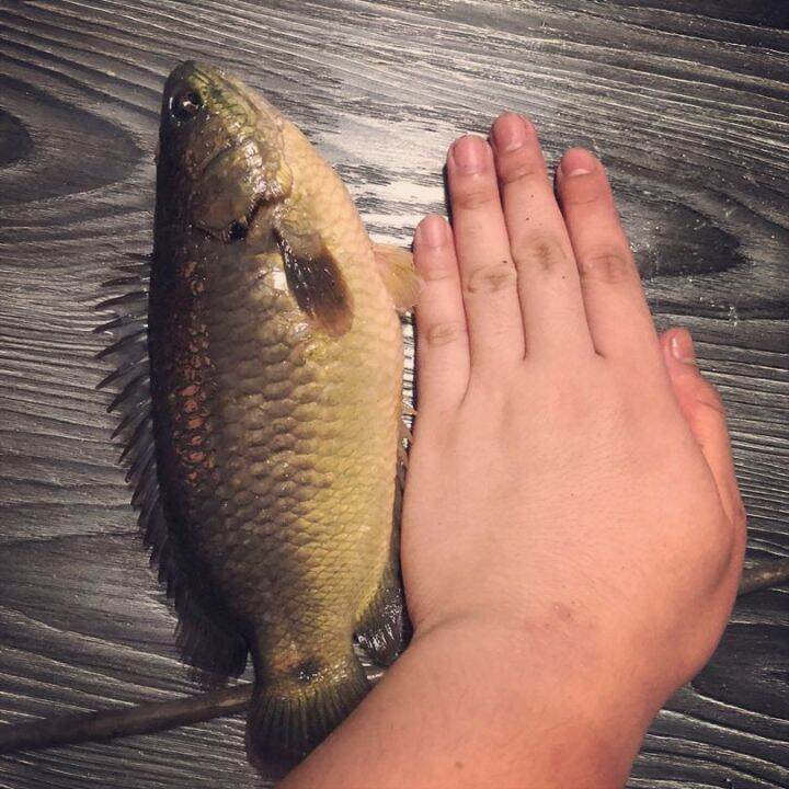 Ikan Puyu Siam Thailand 7-8inch (SABAH ONLY) | Lazada