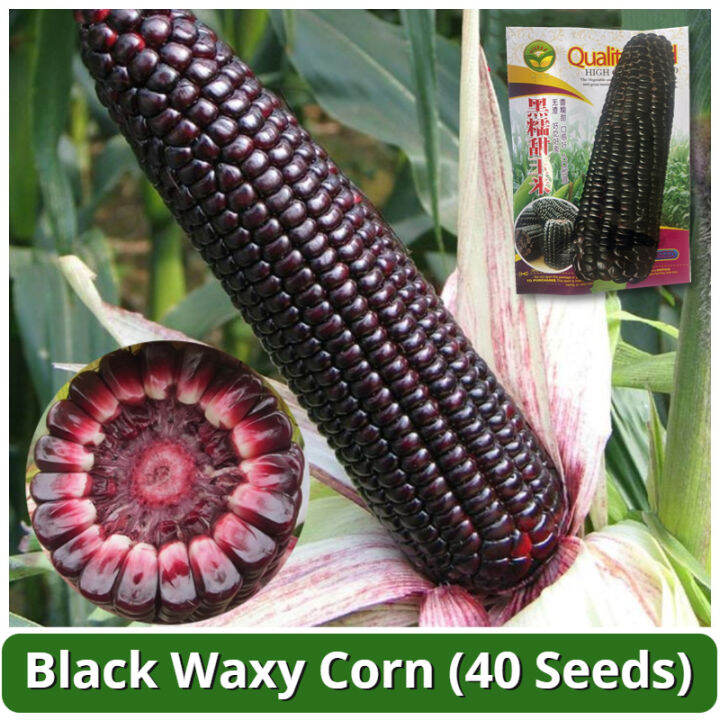 High Yield Sweet Glutinous Black Corn Seeds (40 Seed) Hybrid Purple ...