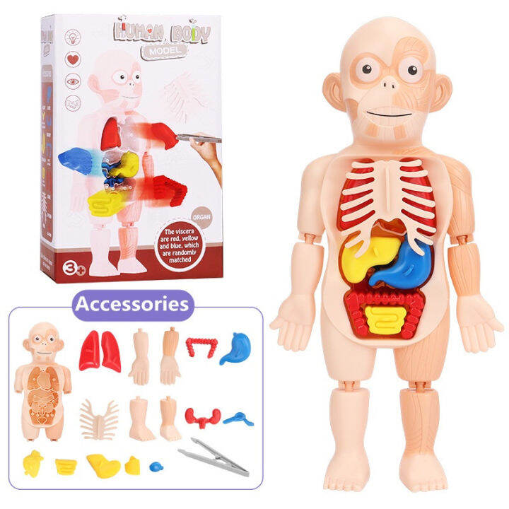 【Boxed】Kid Montessori 3D Puzzle Human organ model Anatomy Educational ...
