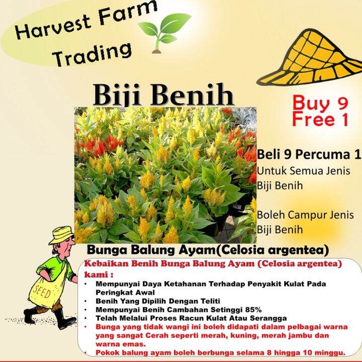 Mixed celosia argentea seeds 50Pcs+ 混色凤尾鸡冠花种子 四季耐热花种子 Cockscomb Biji ...