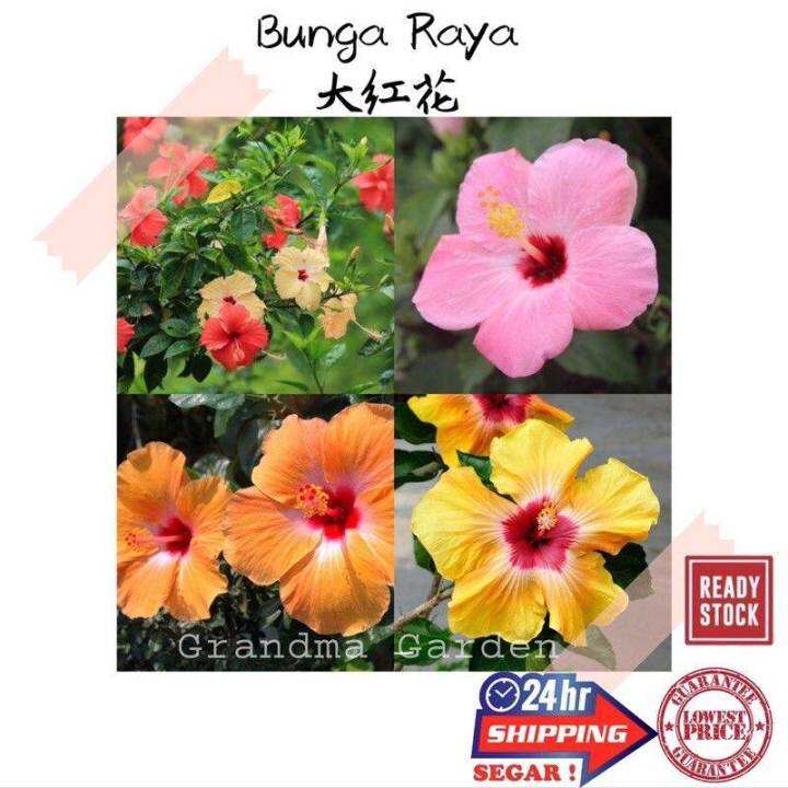 [GG Real Plant] Bunga Raya ^ pokok Hidup Hiasan Rumah Luar Live Outdoor ...