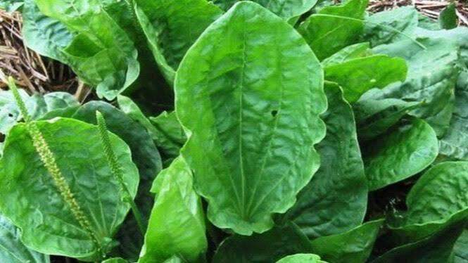 Tanaman Herbla Daun Sendok/Ki Urat 25 Pcs | Lazada Indonesia