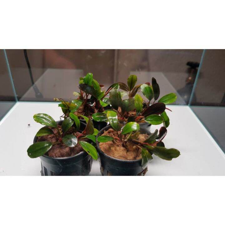 Bucephalandra bucep buce rare aquarium/aquascaping needs | Lazada PH