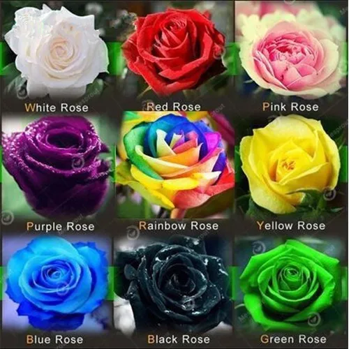 50 Seeds (buy 2 get 1 free) ennial Plant Rose Can Be Used In ...