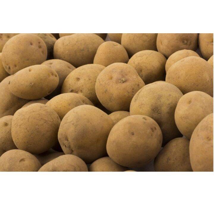 Kentang Mentah Fresh | Lazada Indonesia