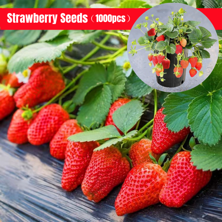 [Easy To Grow In Malaysia] Giant Strawberry Seeds (1000pcs/bag ...