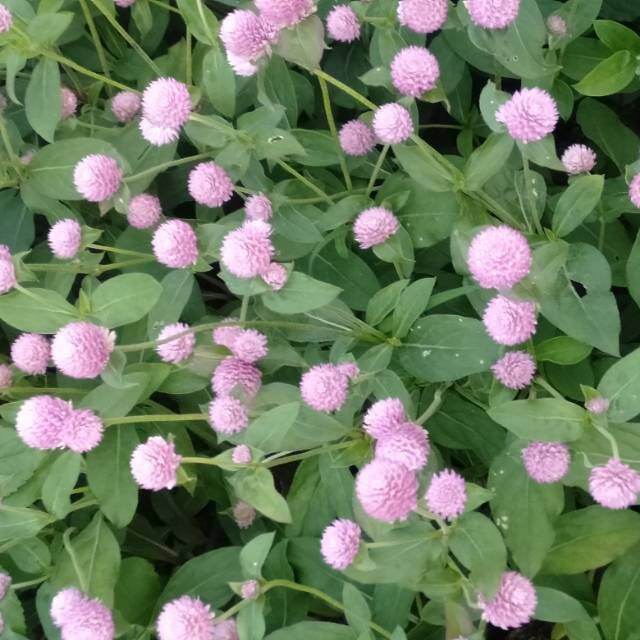 10 Biji Benih Bunga Kenop Pink Gomphrena Bunga Kancing Tanaman Hias ...