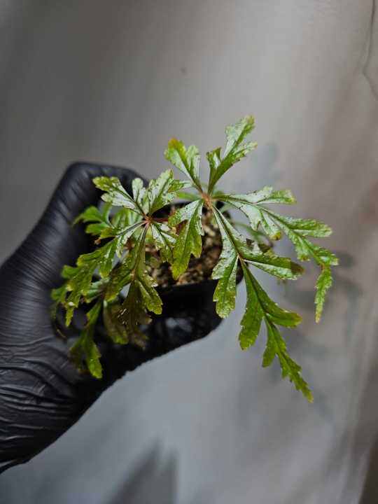 [Terrarium World] Live plant/ Begonia polilloensis/ Terrarium plant ...