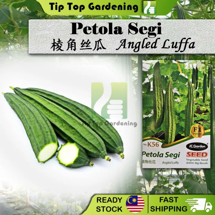 K56 ANGLED LUFFA JC GARDEN VEGETABLE SEED BIJI BENIH PETOLA SAGI | Lazada