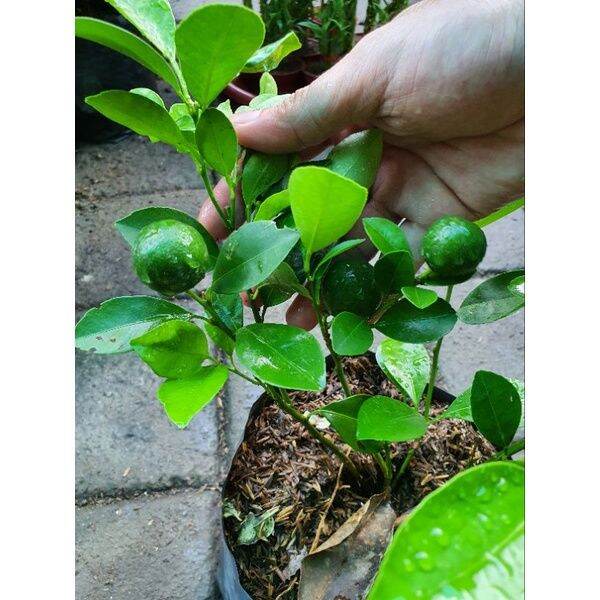 CALAMANSI citrus fruit 50 seeds FGH | Lazada PH