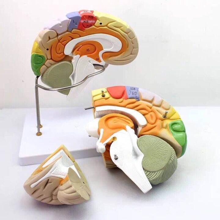The human brain anatomical model of cerebral cortex body movement human ...