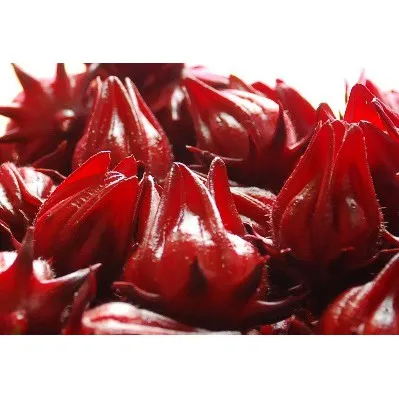 Anak Pokok Rozel / Roselle Plant Sapling 50 seeds (not plants) | Lazada