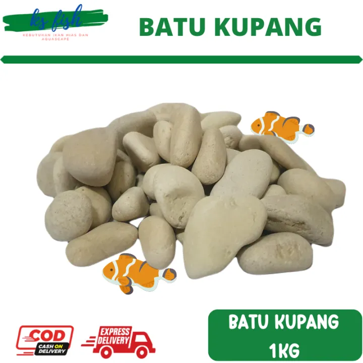 Batu Alam Koral Tabur Kerikil Hias Putih Kupang - 1 KG | Lazada Indonesia