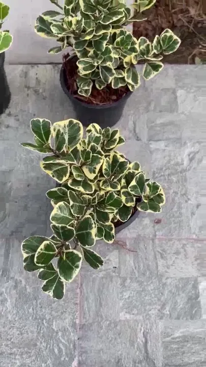 ( Wowowow+++) ต้นหัวใจเศรษฐี สาริกาด่าง/ไทรใบหัวใจด่าง ชอบแดดจัด ไม้ ...