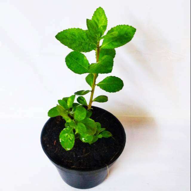 Tanaman Obat Herbal Daun Beluntas Pohon Beluntas Obat Herbal Bluntas ...