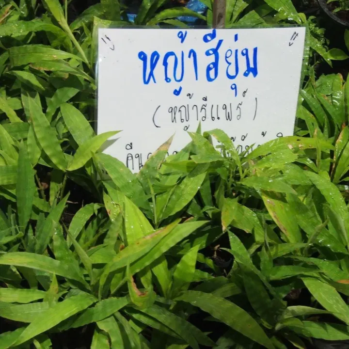 เมล็ดพันธุ์หญ้ารีแพร์ หญ้าหียุ่ม (Barbed grass)ชุดประมาณ100เมล็ด80บาท ...
