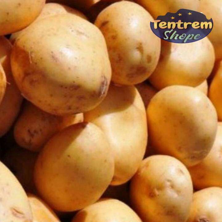 Kentang Dieng Super Sayur Segar 1Kg Sayuran Fresh Premium Murah besar ...