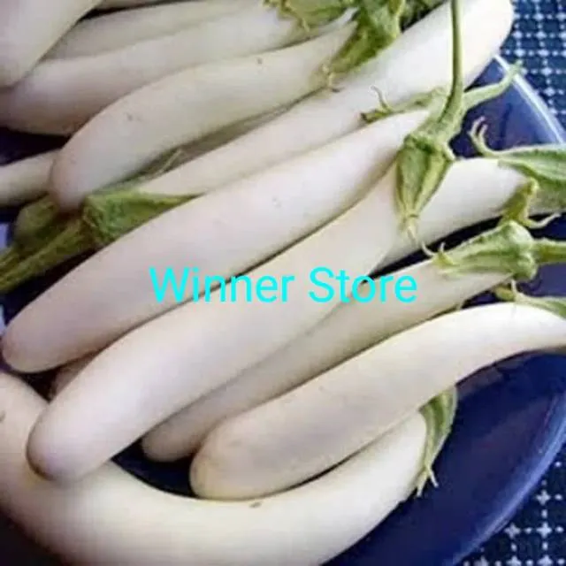 7 sayur terong terung putih panjang white long eggplant vegetable ...