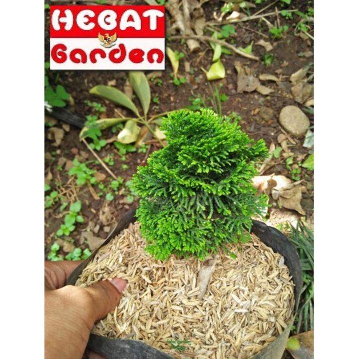 Cemara Inoki Mini - bahan bonsai | Lazada Indonesia