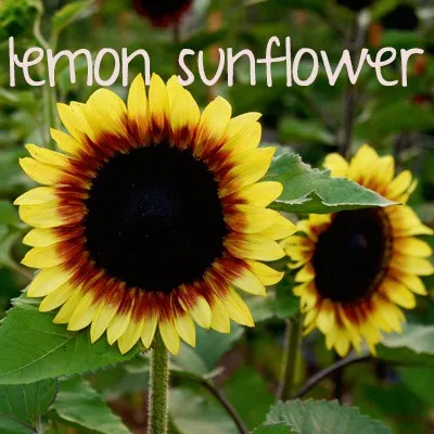 procut lemon sunflower flower plant seeds | Lazada PH