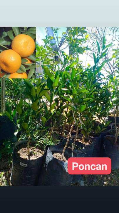 Fruit bearing tree Dwarf Varieties Grafted seeds | Lazada PH