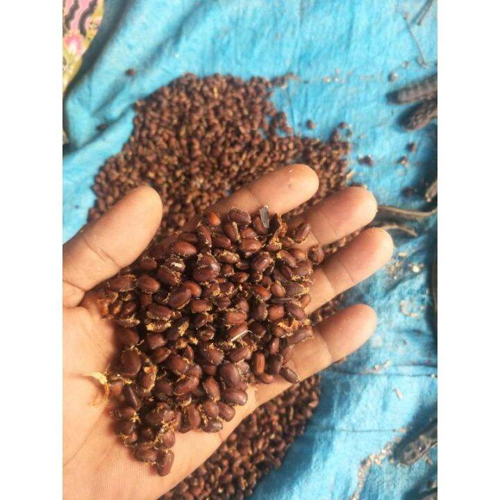 biji pohon trembesi 1 kg/biji mindhik | Lazada Indonesia