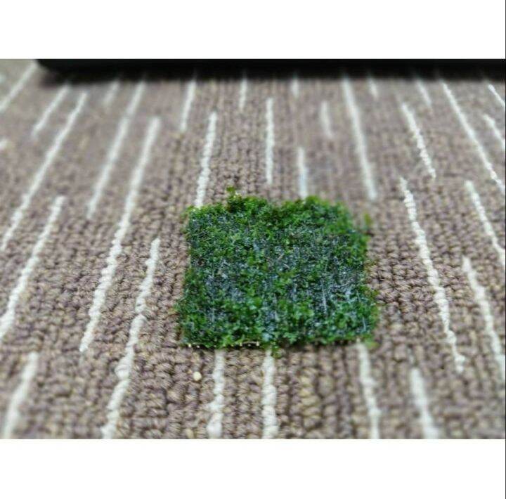 Fresh Mini Pelia a.k.a Coral Moss | Lazada