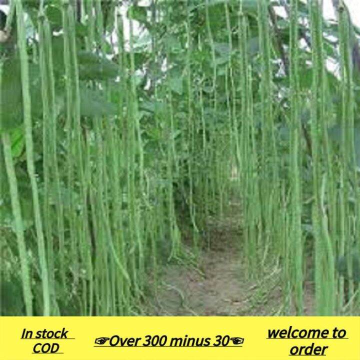 2023 NEW SITAW SEEDS 1 METER LONG (STRING BEANS)50pcs | Lazada PH