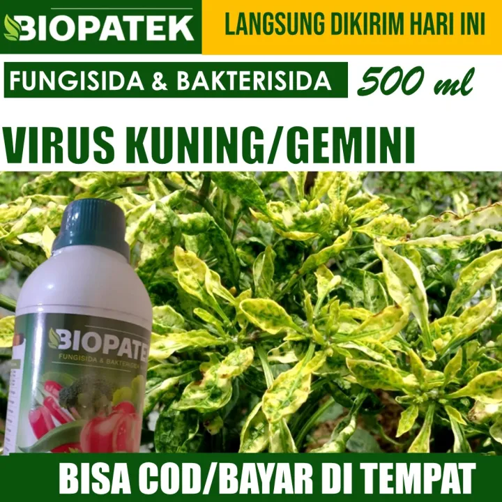 BIOPATEK BAKTERISIDA Obat Virus Kuning Gemini & Keriting Daun Cabe ...