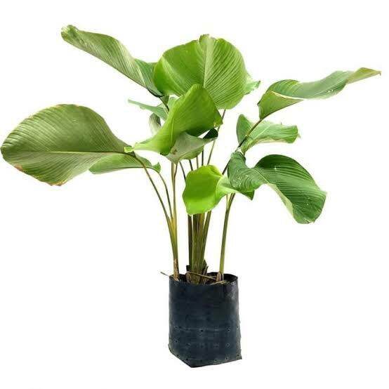 Tanaman hias pisang kalatea / calathea pisang / calathea lutea | Lazada ...