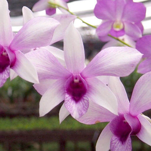 Dendrobium caesar jumbo - anggrek dendro | Lazada Indonesia