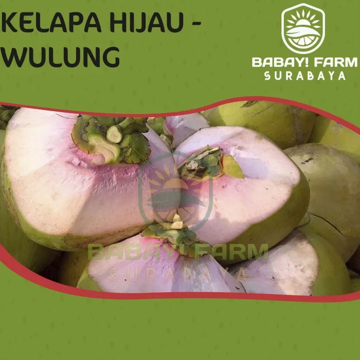 Buah Kelapa Muda Hijau Wulung / Degan Ijo Herbal Utuh - Kelapa Hijau | Lazada Indonesia