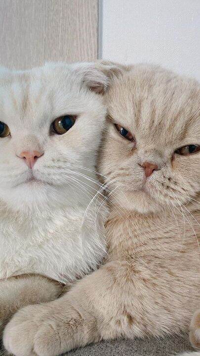 Poster Kucing Aesthetic/ Hiasan Dinding Kamar Anak/ Poster Dinding ...
