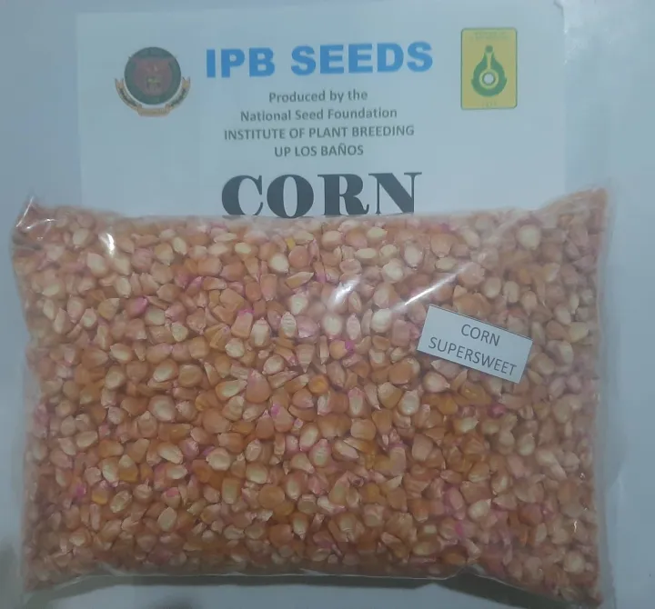 IPB Super Sweet Corn Planting Seeds (1kg) | Lazada PH
