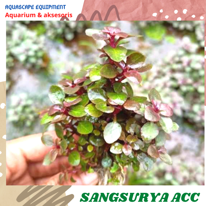 Tanaman aquascape aquarium Lobelia cardinalis /1rumpun | Lazada Indonesia