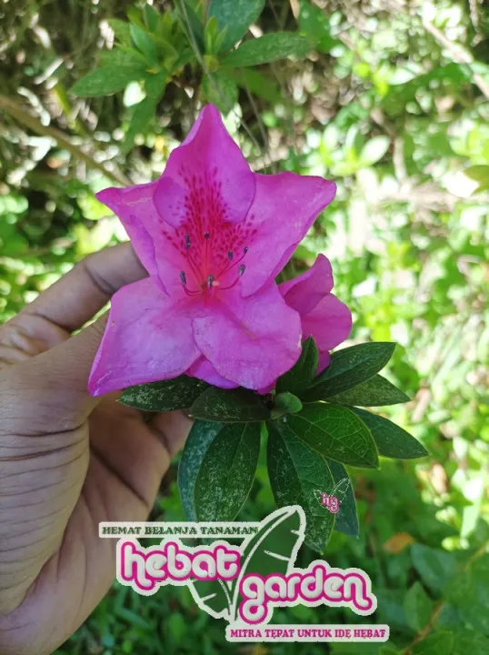 Tanaman Azalea bunga ungu - azalea ungu - azalea indica formosa ...